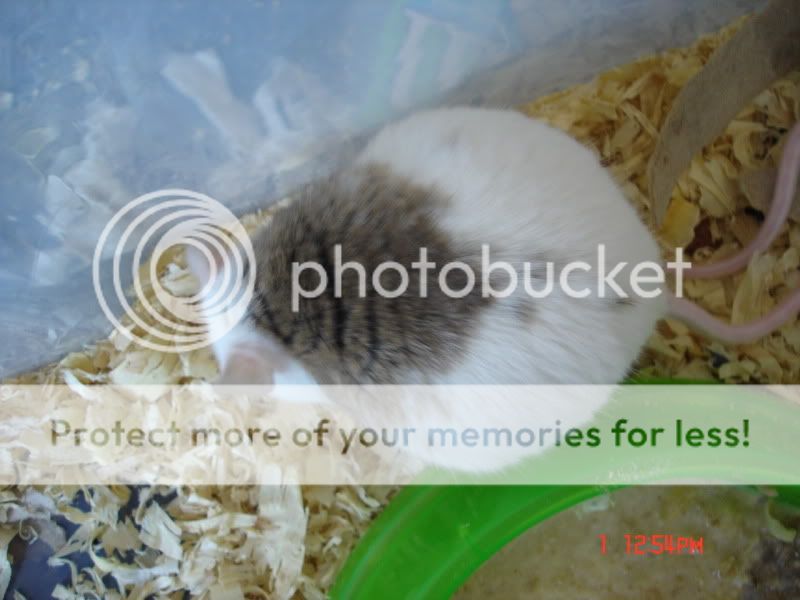 Multimammates | UK Pet Forums Forum