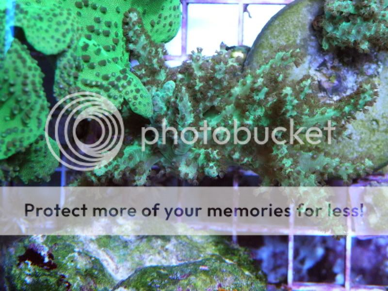 Florescent Green Nepthea | Reef2Reef