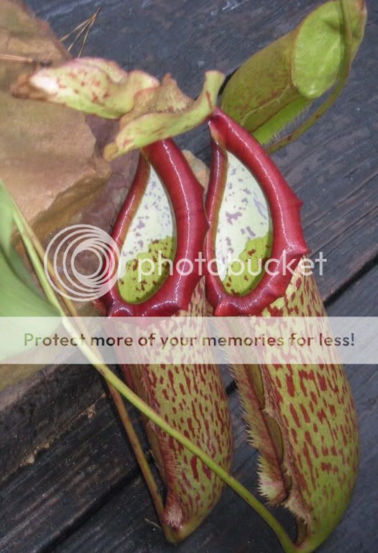 whats ur fav nepenthes? - FlyTrapCare Forums