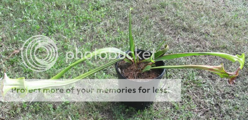 floppy sar pitchers, phyllodia, what's going on with my plants this ...