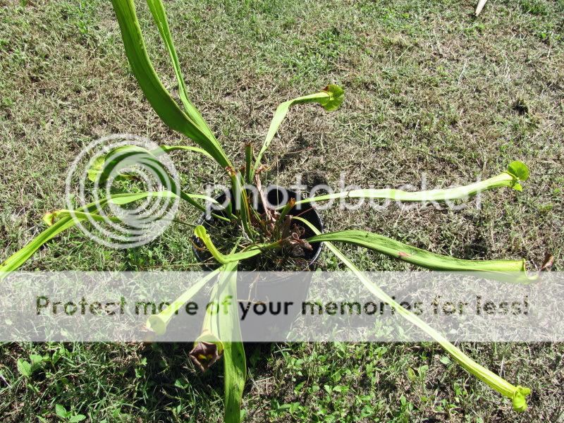 floppy sar pitchers, phyllodia, what's going on with my plants this ...