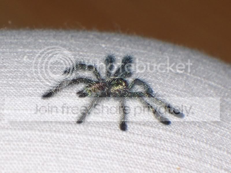 NW England - Tarantulas and trues for sale with pics | Reptile Forums