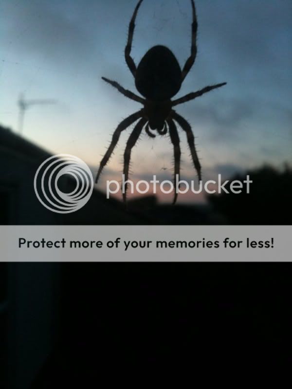 Flipping Spiders!!!!! | VW T4 Forum - VW T5 Forum