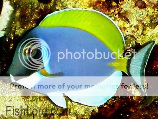 Powder red tang | Reef2Reef