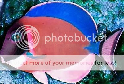 Powder red tang | Reef2Reef