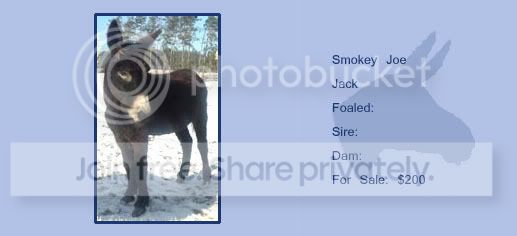E & L Ranch - Standard Donkeys: Jacks