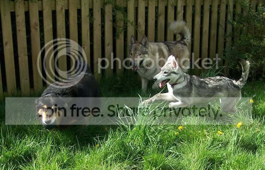 Natural short tail/bobtail Border collie? | Page 3