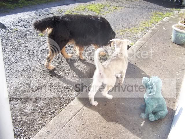 Natural short tail/bobtail Border collie? | Page 3