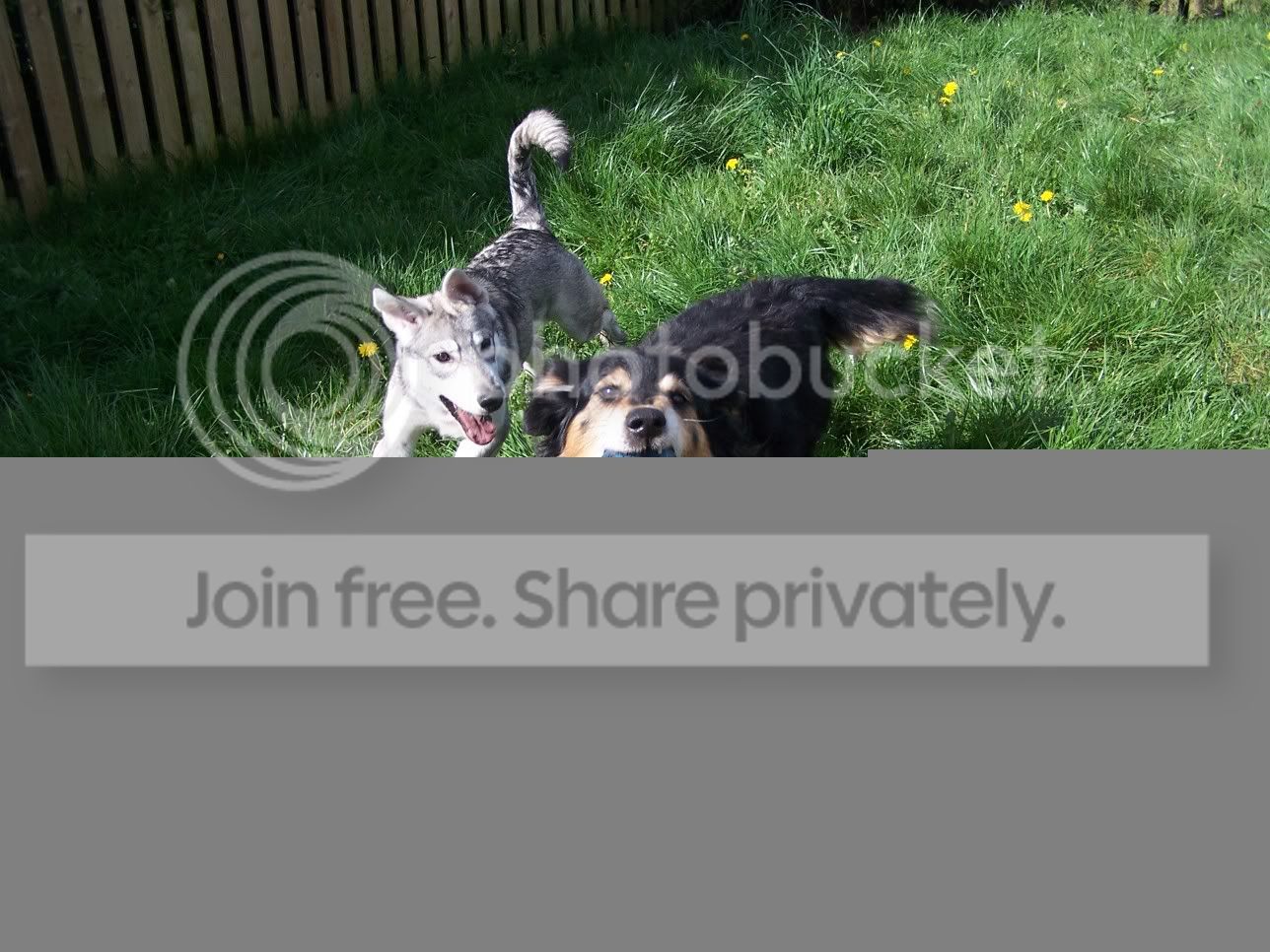 Natural short tail/bobtail Border collie? | Page 3
